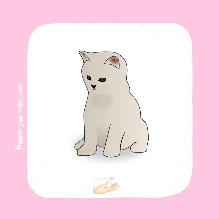 20 Cute Cat Thank You Meme - The Thank You Notes Blog
